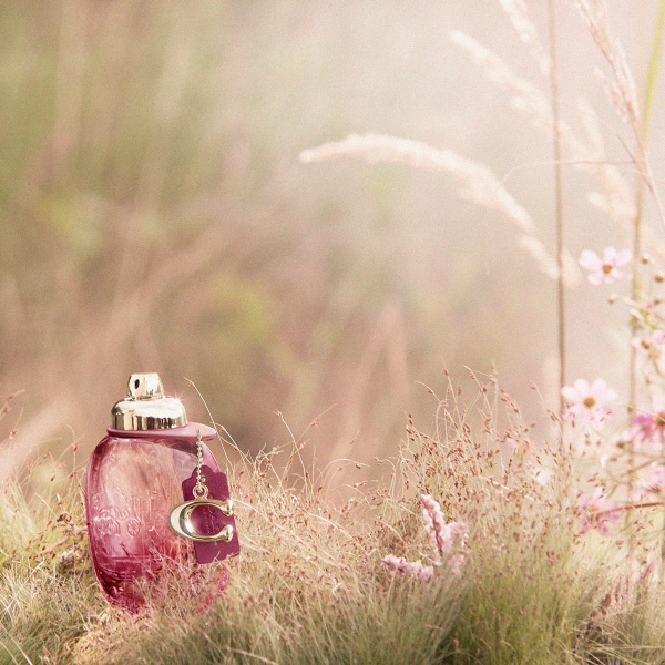 Coach Wild Rose EDP 50ml Gift Set - thefragrancecounter.co.uk